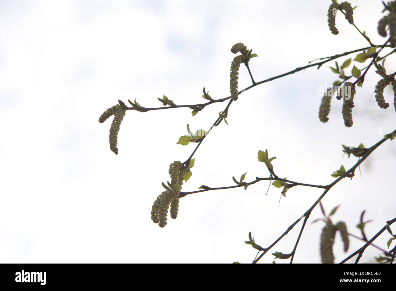 Birch with catkins hi-res stock photography and images - Alamy