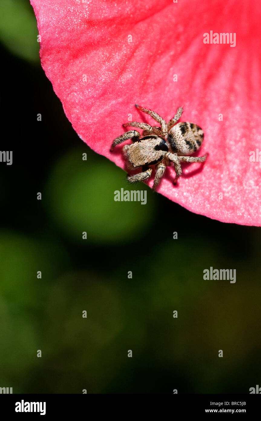 Tiny gray jumping spider on flower petal Stock Photo - Alamy