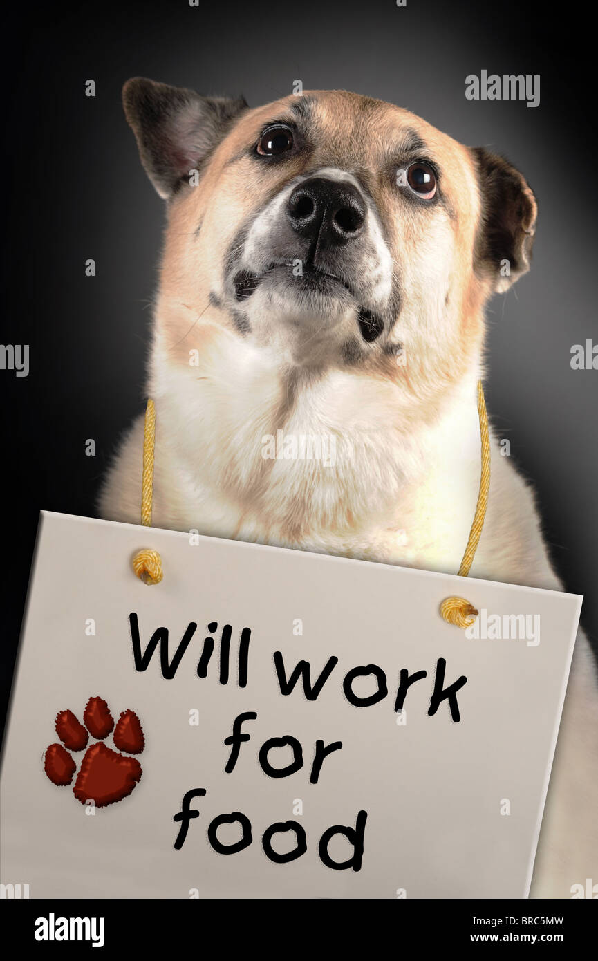 Will work for food Stock Photo - Alamy