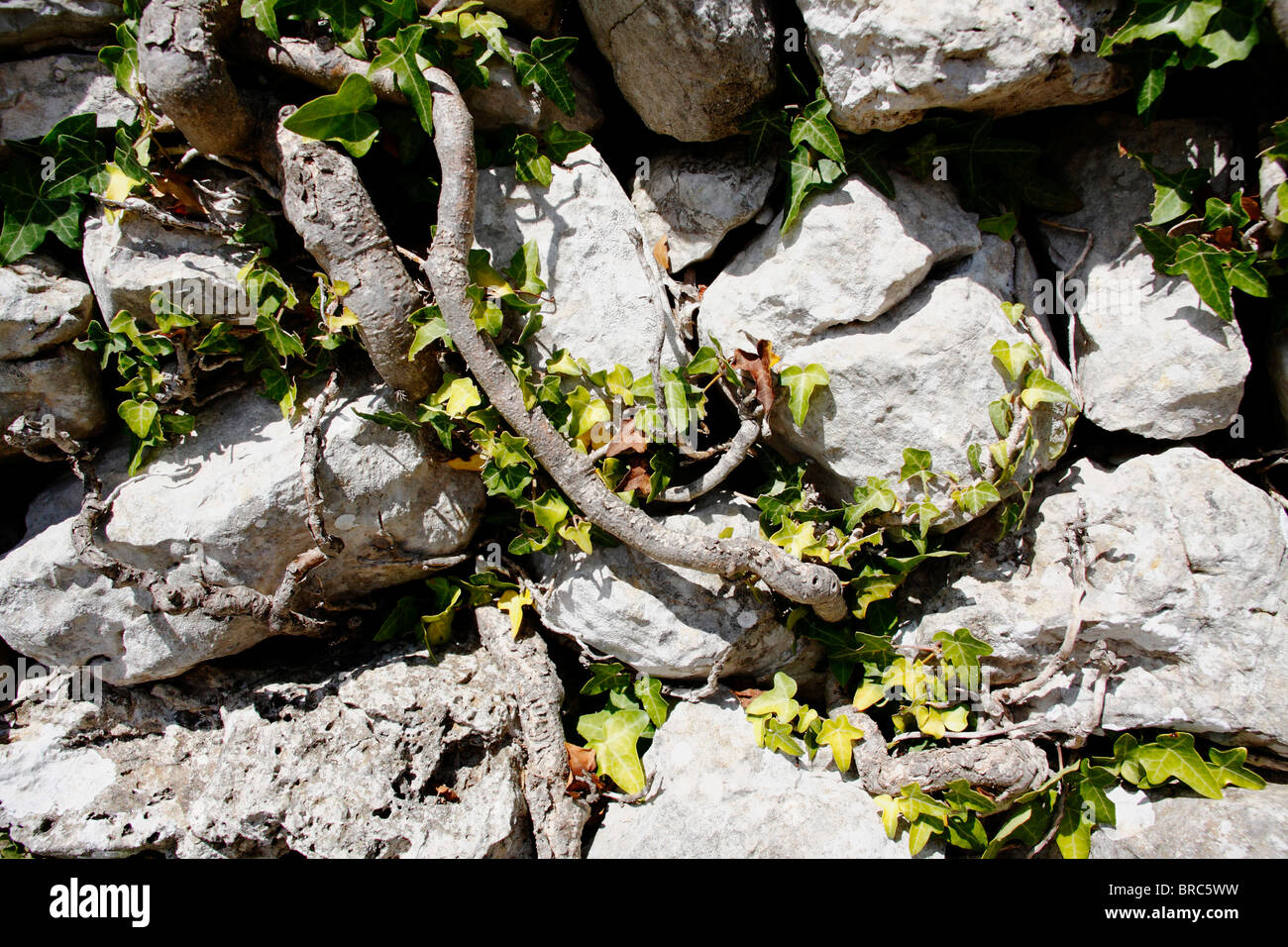 Stone wall with creeper Stock Photo - Alamy