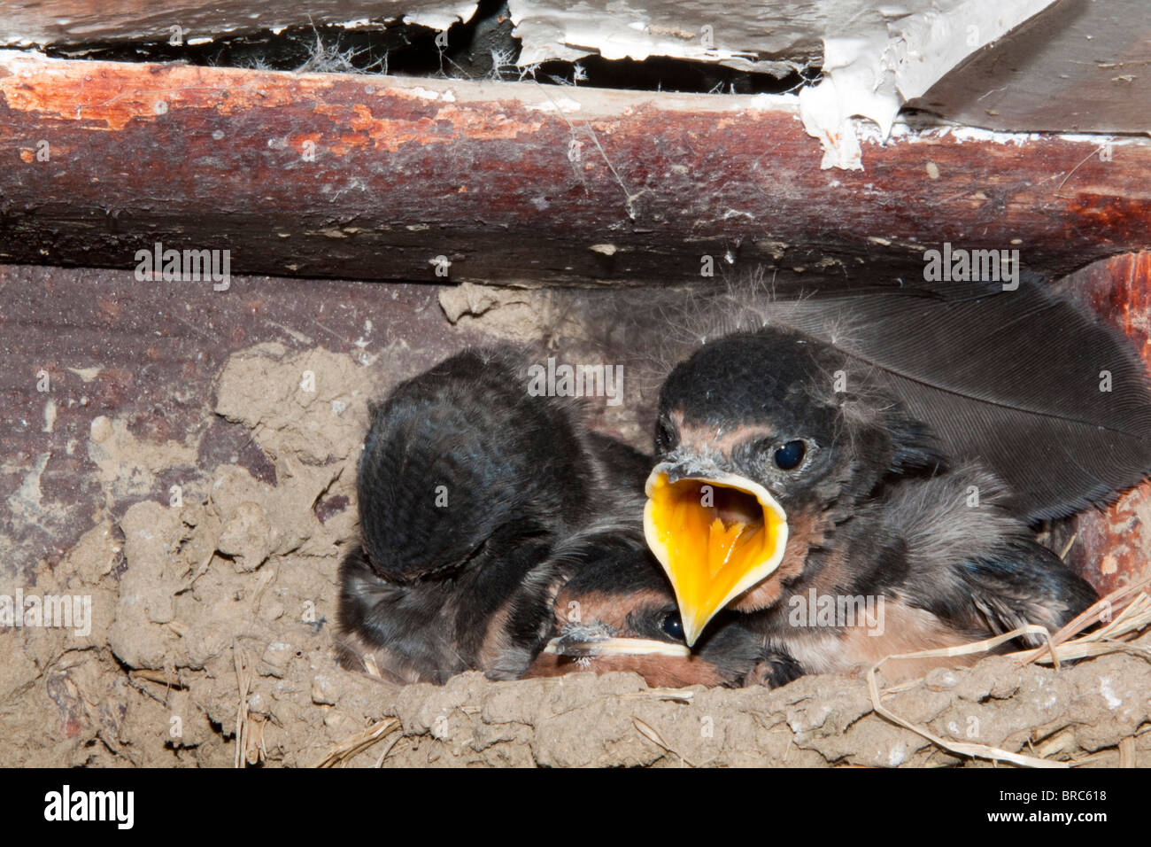 Barn Swallows ("Hirundo rustica") fledgling, in nest under roof. Young ...
