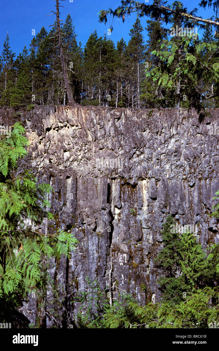 Basalt Columns and Rock Formation, Coniferous Trees growing on a Cliff ...