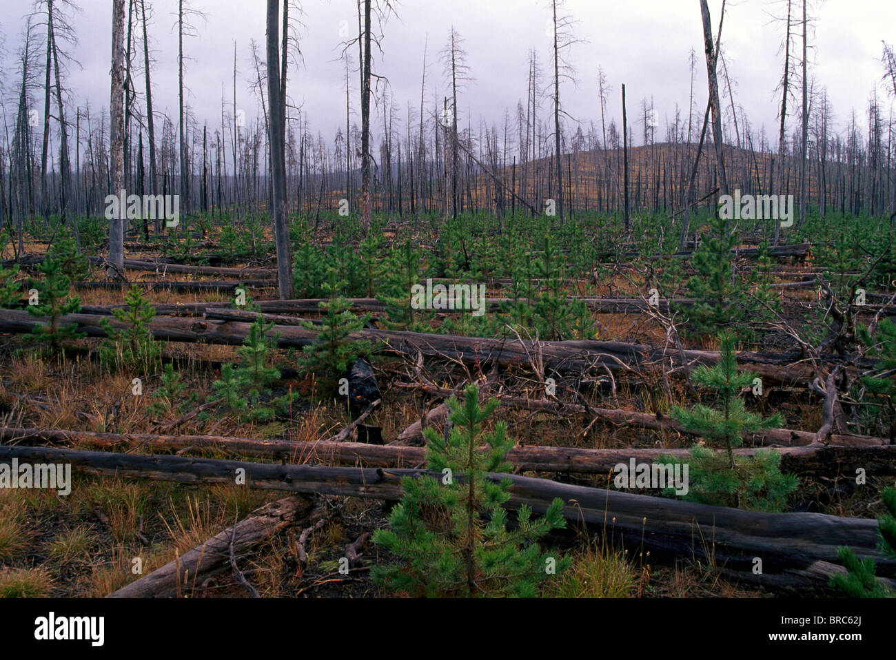 Reforestation Regeneration And Regrowth After Forest Fire Northern Bc
