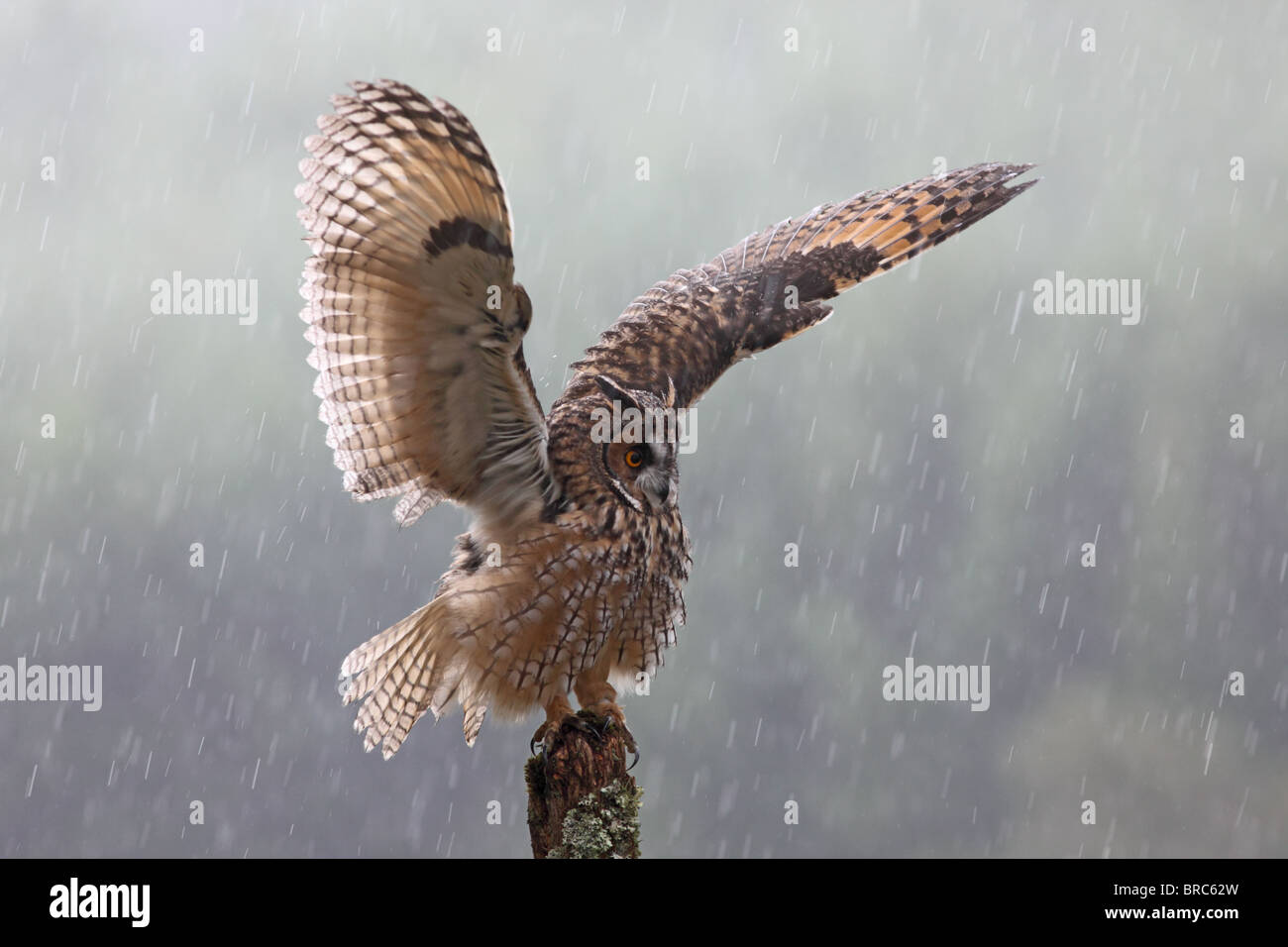 Owl in the rain hi-res stock photography and images - Alamy