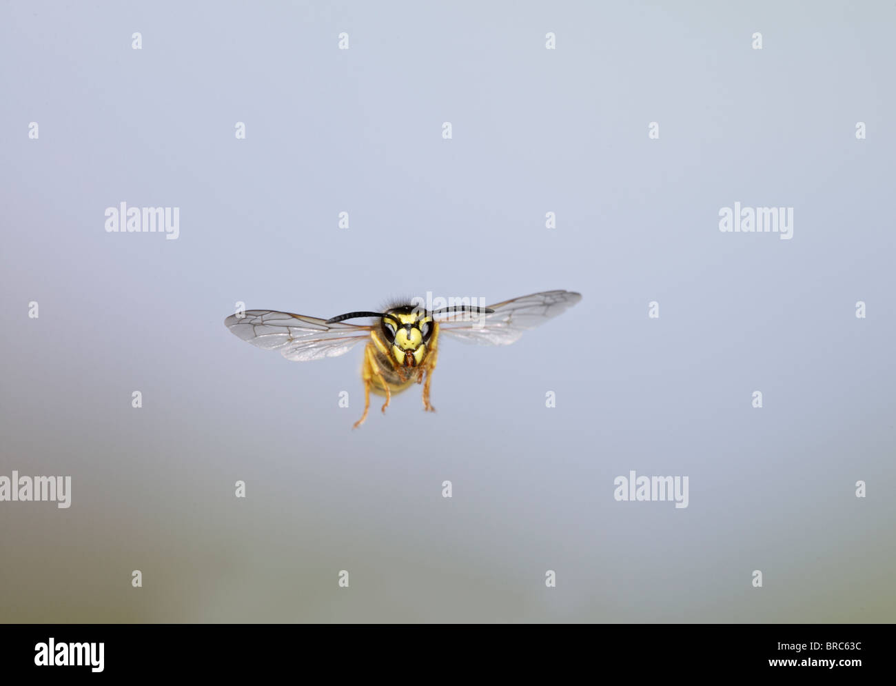 Common wasp (Vespula vulgaris ) in flight head on Stock Photo - Alamy