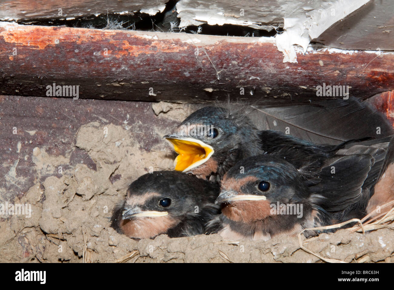 Barn Swallows ("Hirundo rustica") fledgling, in nest under roof. Young ...