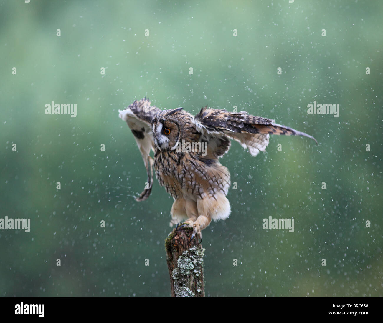 Owl in the rain hi-res stock photography and images - Alamy