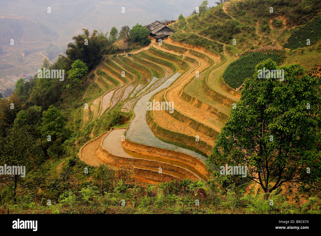Sapa rice field hi-res stock photography and images - Alamy