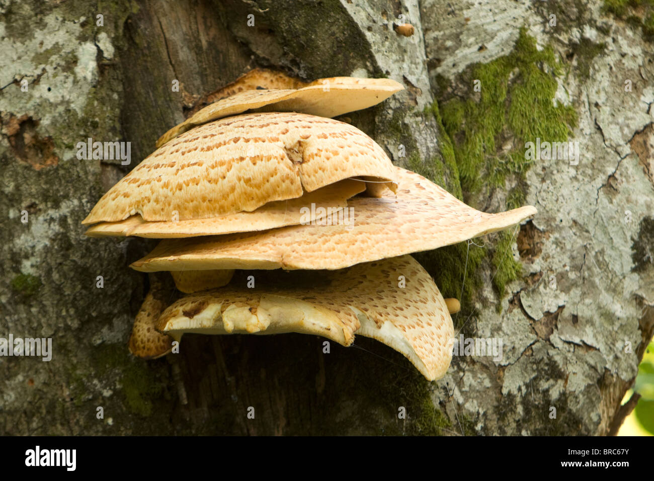 Fungus growing on a tree Stock Photo - Alamy