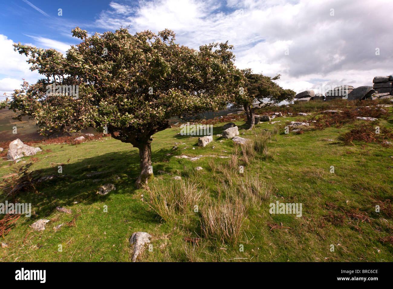 Tor dartmoor devon tree moor moorland hi-res stock photography and ...