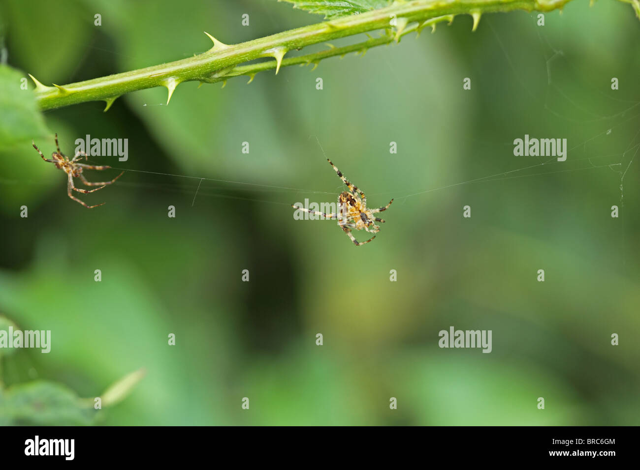 European Garden Spider (Araneus diadematus Stock Photo - Alamy