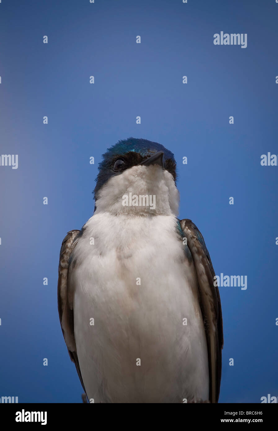 A beautiful Tree Swallow, Tachycineta bicolor, is bathing in the sun by ...