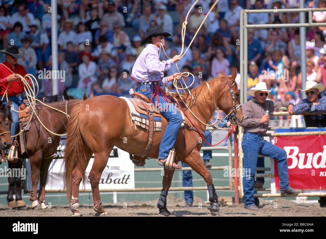 Rodeo Cowboy riding Horse with Lasso ready for Calf Roping Event ...