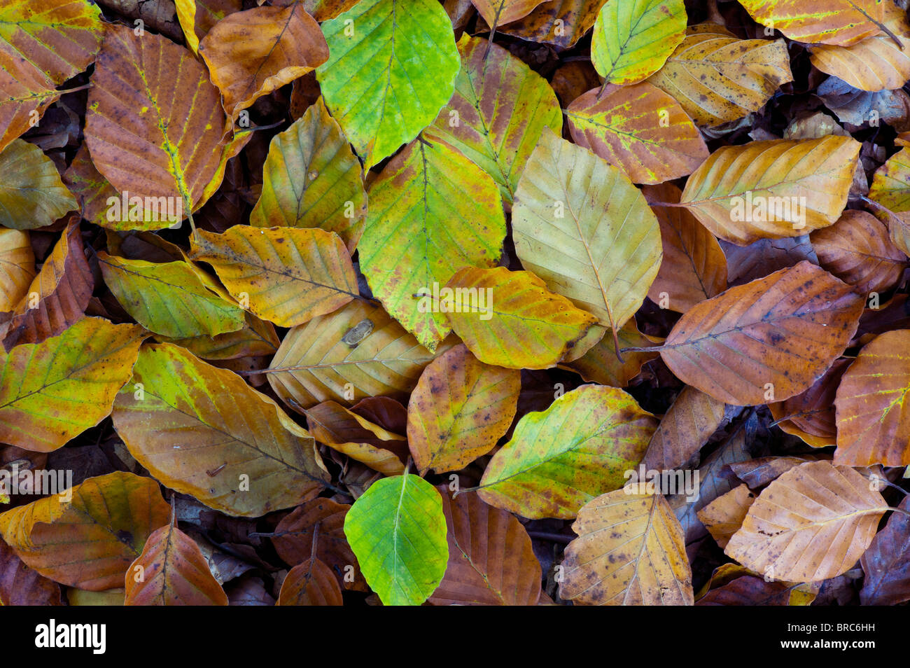 Dead beech leaves hi-res stock photography and images - Alamy