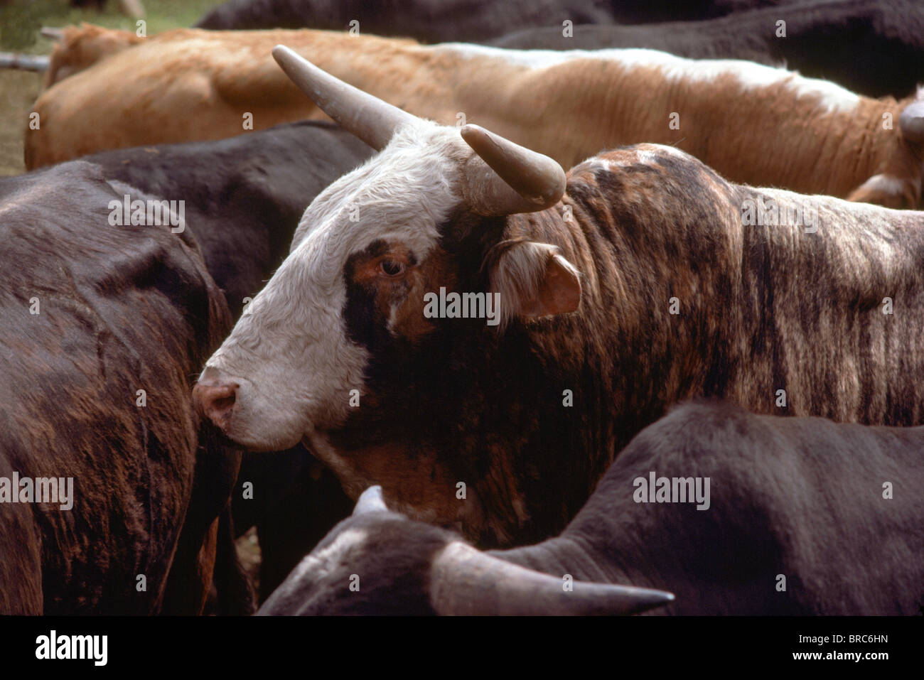 Animal holding pens hi-res stock photography and images - Alamy