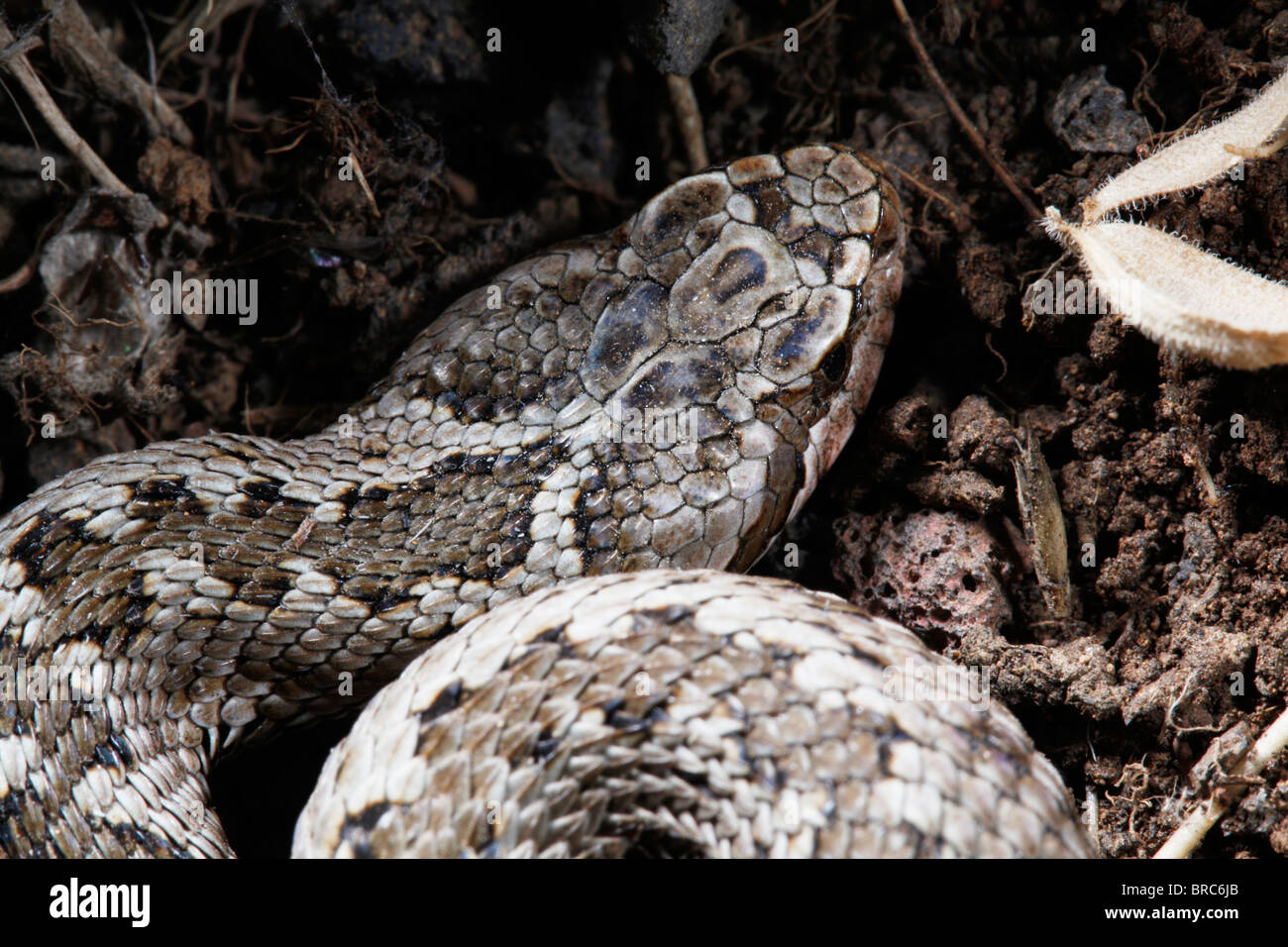close up of viper coiled on ground Stock Photo - Alamy