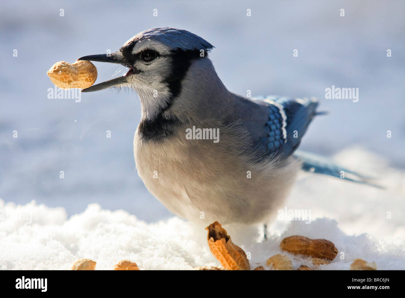 Blue jay with a peanut hi-res stock photography and images - Alamy