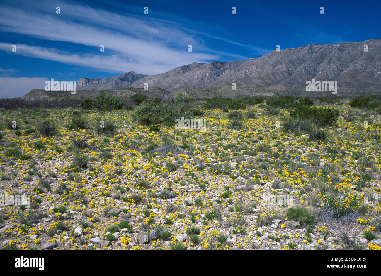 Yellow desert flowers in Guadalupe Mountains National Park in Texas ...