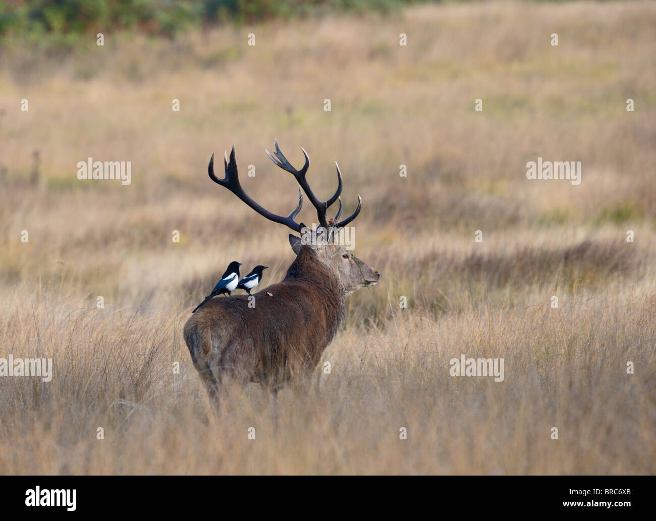 Red deer ( Cervus elaphus ) Stag with magpies grooming for ticks Stock ...
