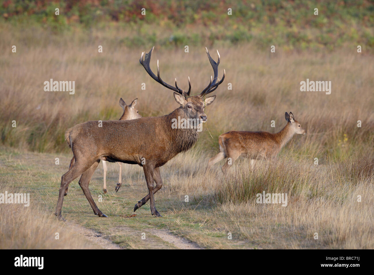Red deer stag and hinds hi-res stock photography and images - Alamy