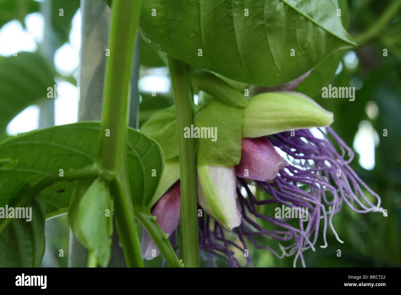 Tropical fruit flower hi-res stock photography and images - Alamy