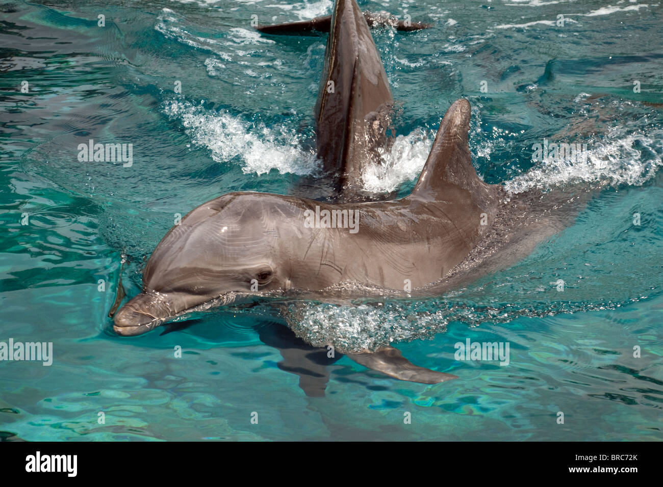 A pair of Common Bottlenose Dolphins Stock Photo - Alamy A pair of Common Bottlenose Dolphins Stock Photo - Alamy