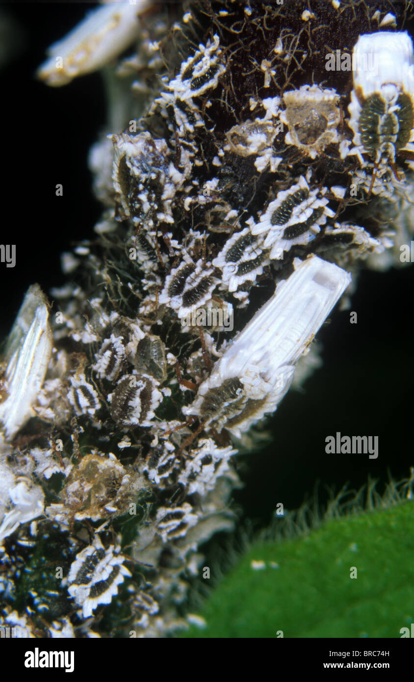 Jacaranda bugs (Orthezia insignis BROWNE) adults & nymphs Stock Photo ...