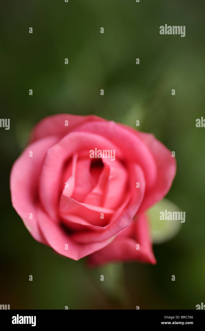 1 single rose hi-res stock photography and images - Alamy