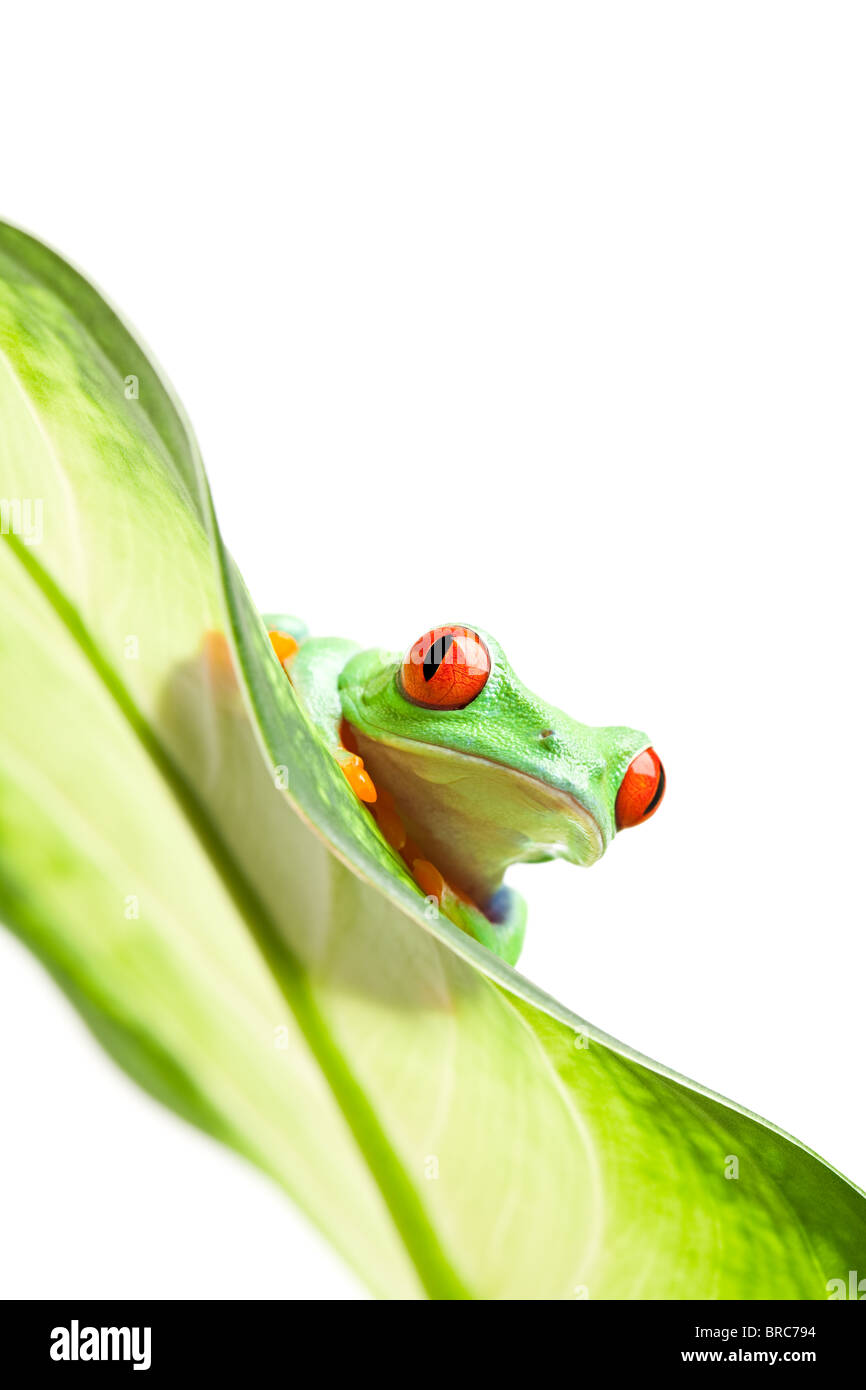 frog on a leaf - red-eyed tree frog (Agalychnis callidryas) isolated on ...