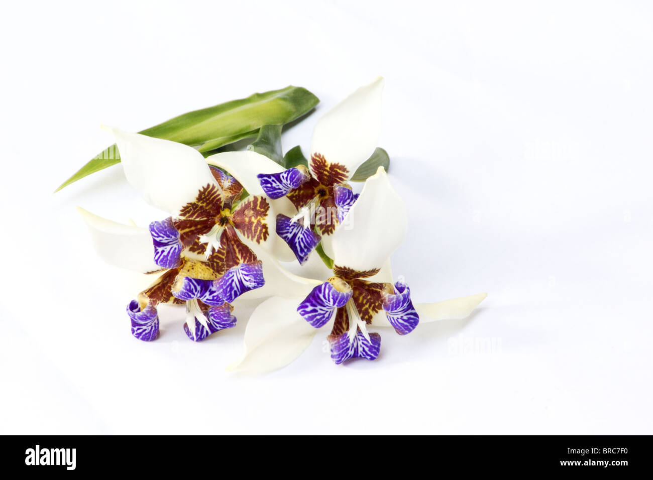 Walking iris (Neomarica gracilis) on white background Stock Photo - Alamy