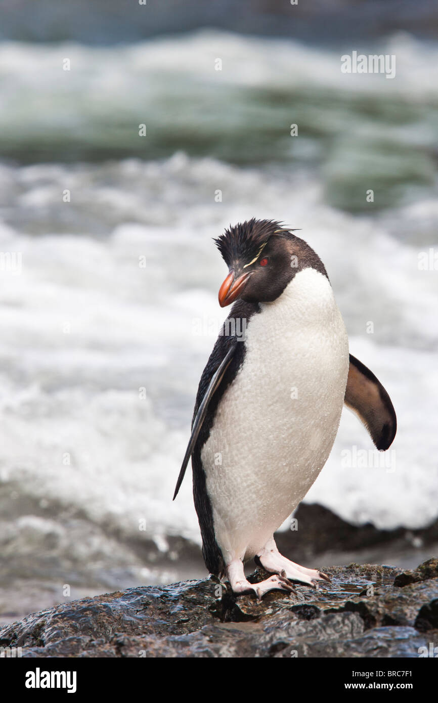 The rockhopper penguin hi-res stock photography and images - Alamy