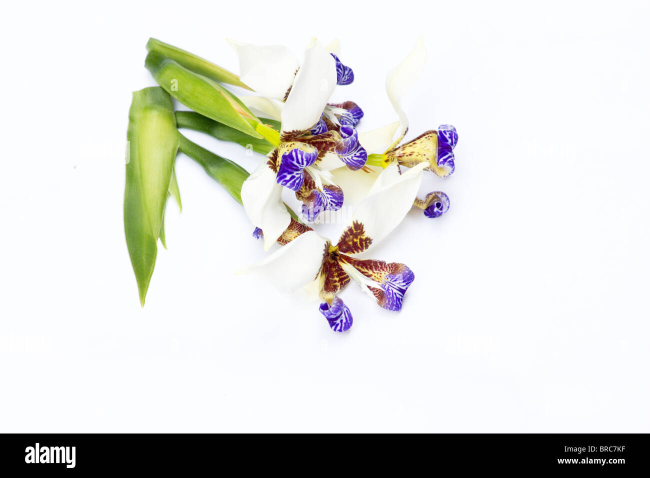 Walking iris (Neomarica gracilis) on white background Stock Photo - Alamy