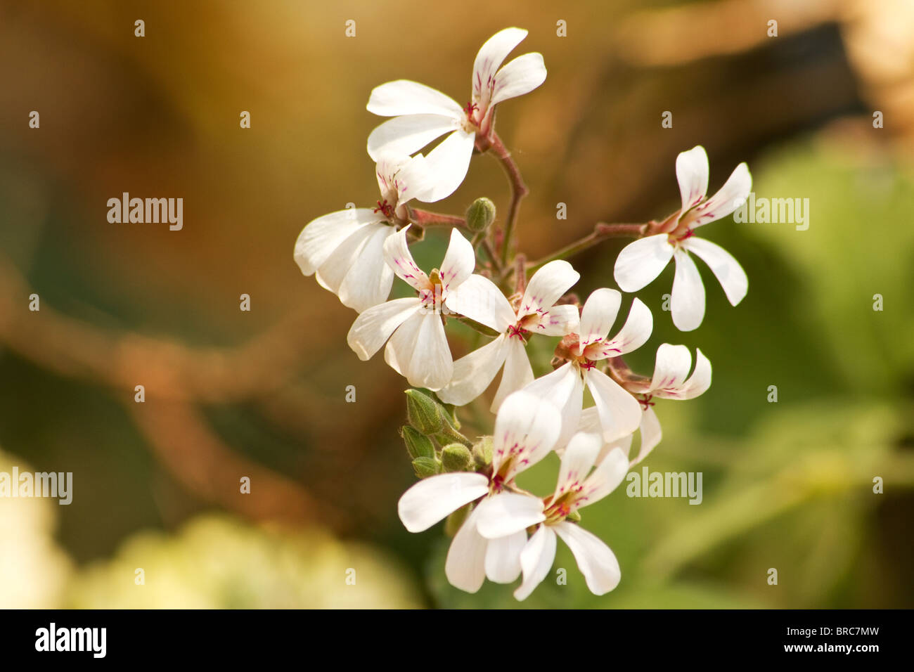Close-up of Pelargonium fragrans / Nutmeg Geranium Stock Photo - Alamy