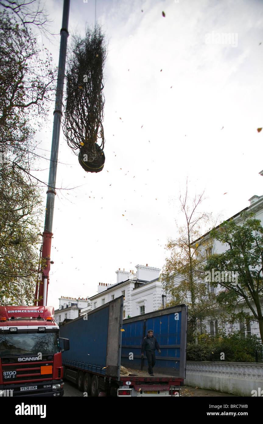 Lifting tree over building for planting Stock Photo - Alamy