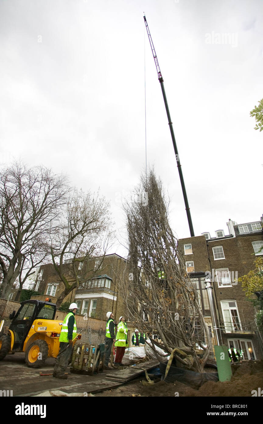 Lifting tree over building for planting Stock Photo - Alamy