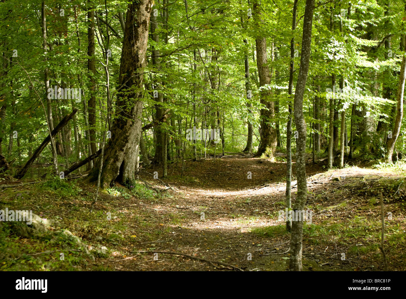 A wooded copse Stock Photo - Alamy