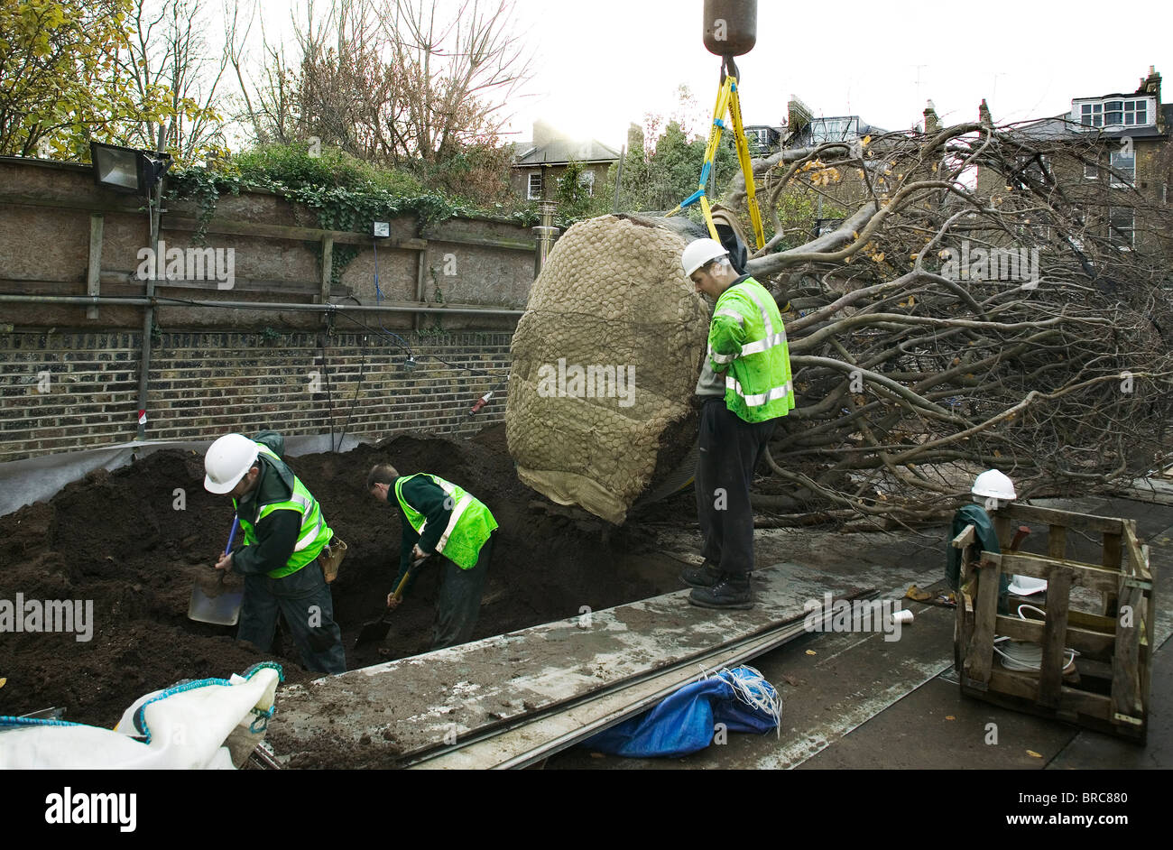 Lifting tree over building for planting Stock Photo - Alamy