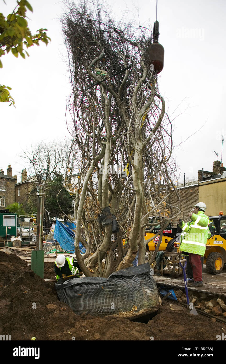 Lifting tree over building for planting Stock Photo - Alamy