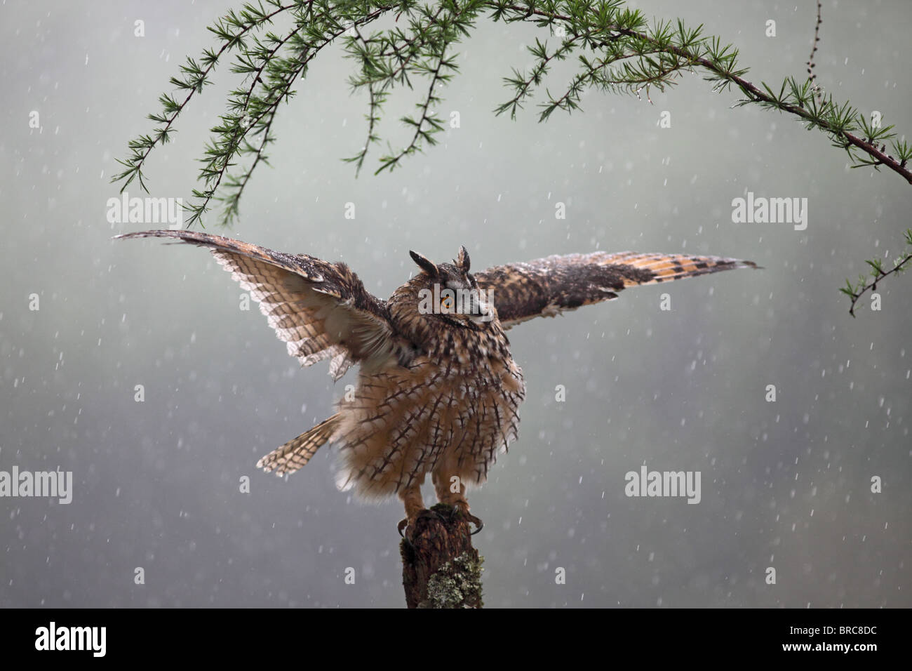 Owl in the rain hi-res stock photography and images - Alamy