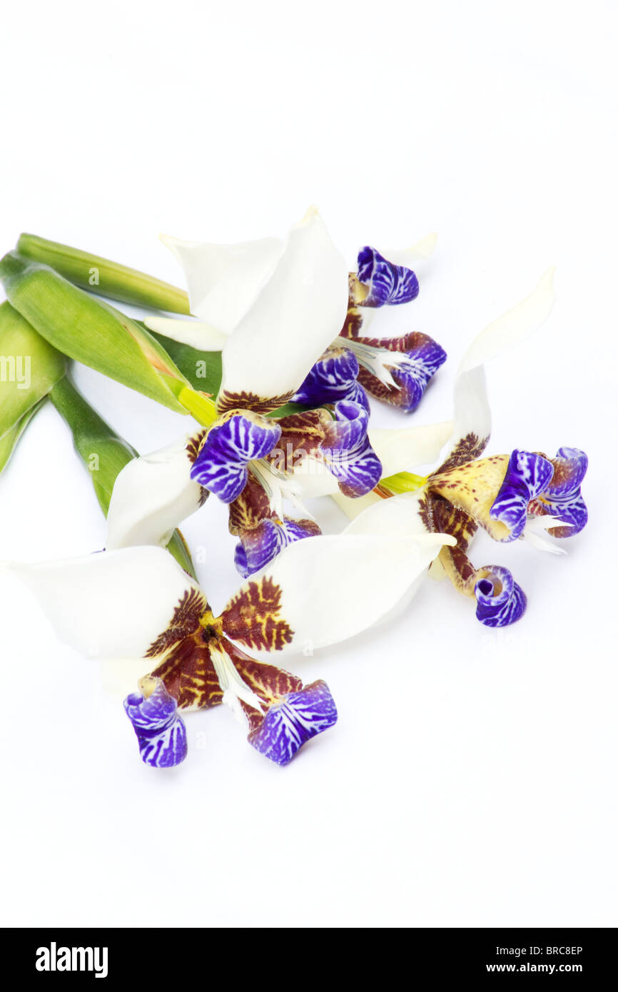 Walking iris (Neomarica gracilis) on white background Stock Photo - Alamy