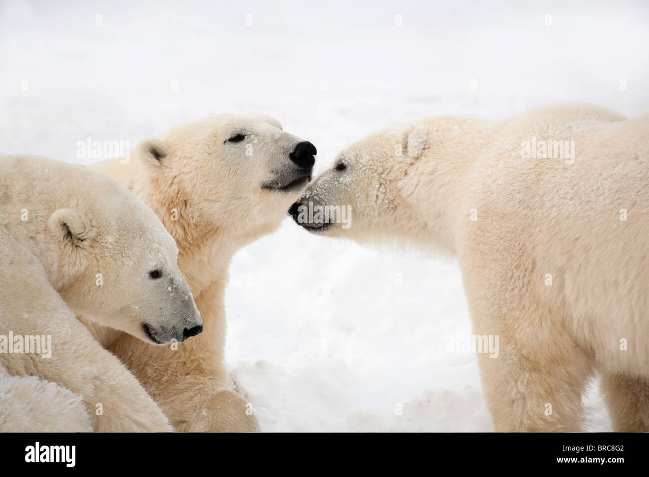 Three bears hi-res stock photography and images - Alamy
