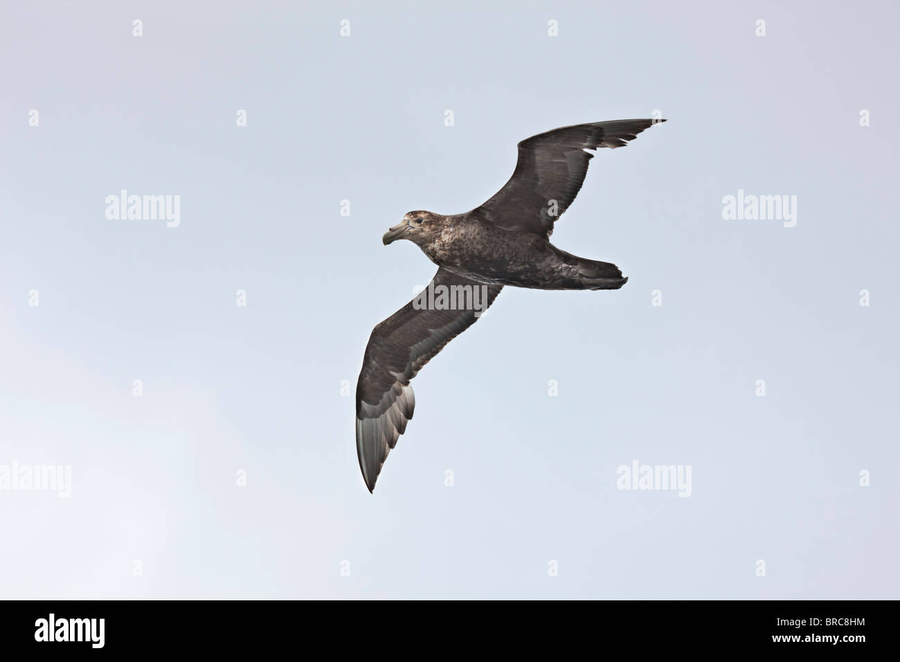 Southern giant petrel in flight. Tube nose (naricorn), characteristic ...