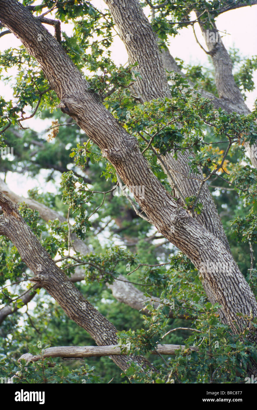 Garry oak trees british columbia hi-res stock photography and images ...