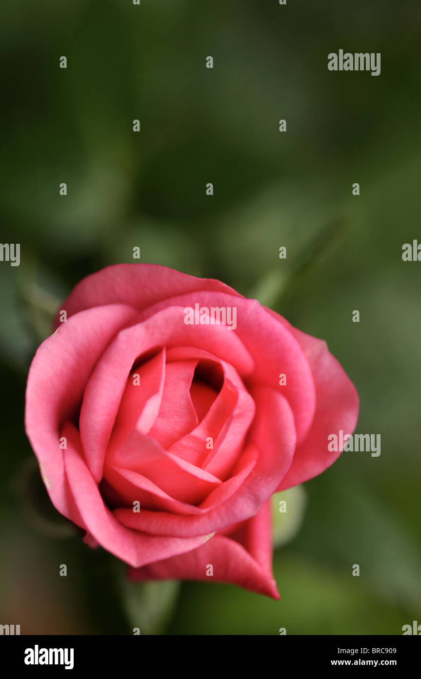 Pink miniature rose Stock Photo - Alamy
