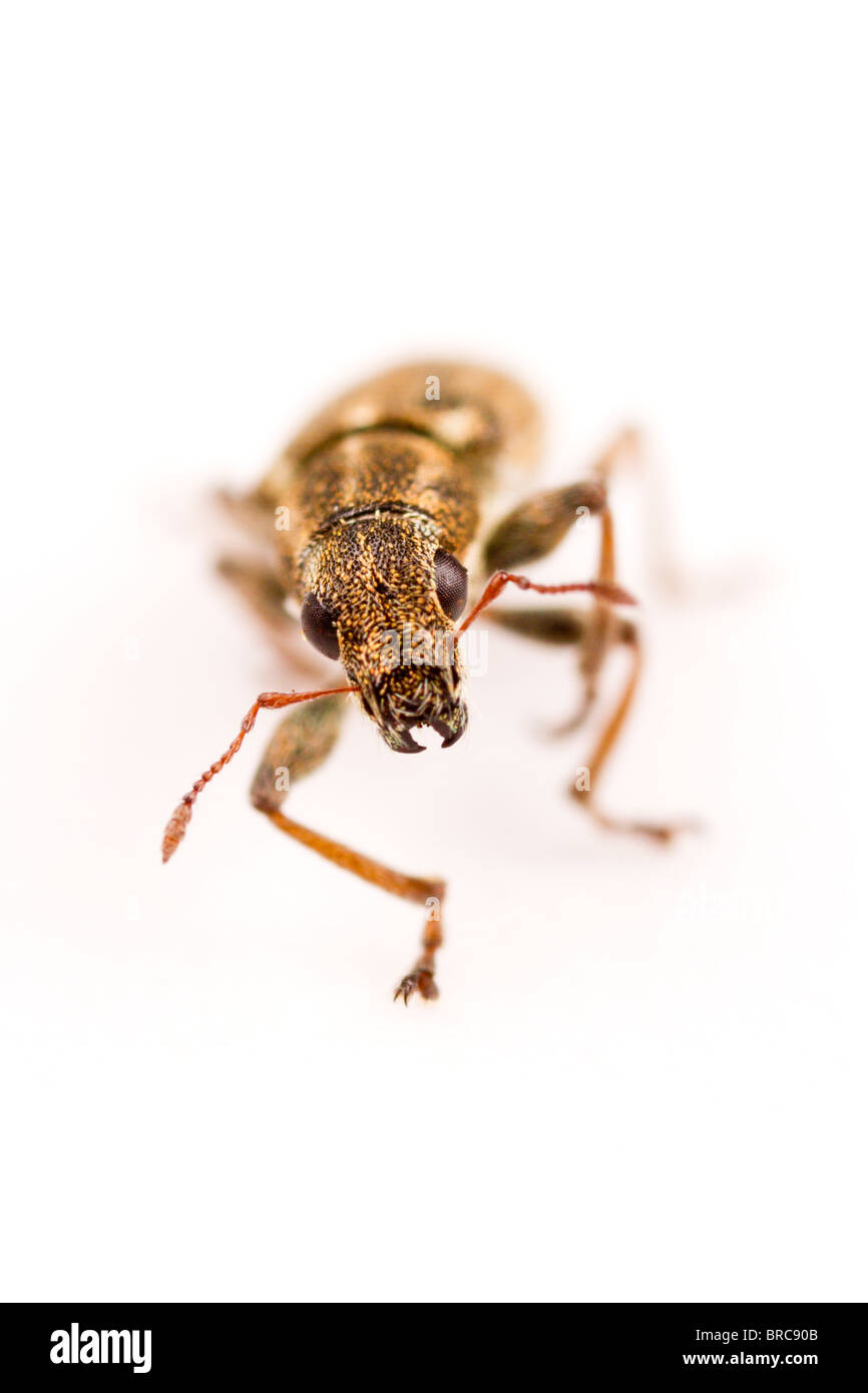 Weevil white background hi-res stock photography and images - Alamy