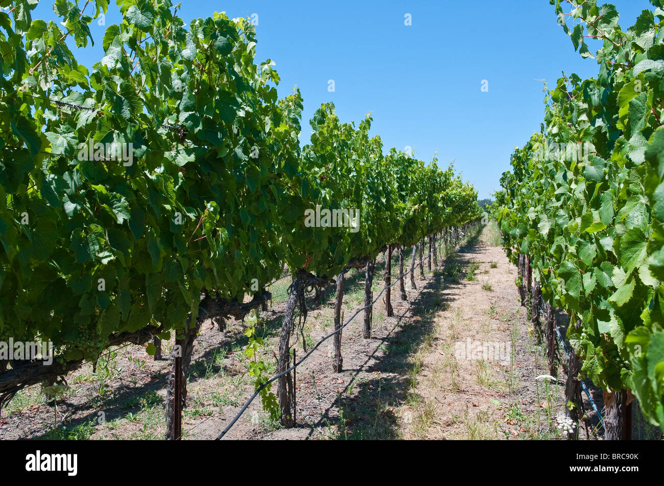 California wine regions hi-res stock photography and images - Alamy
