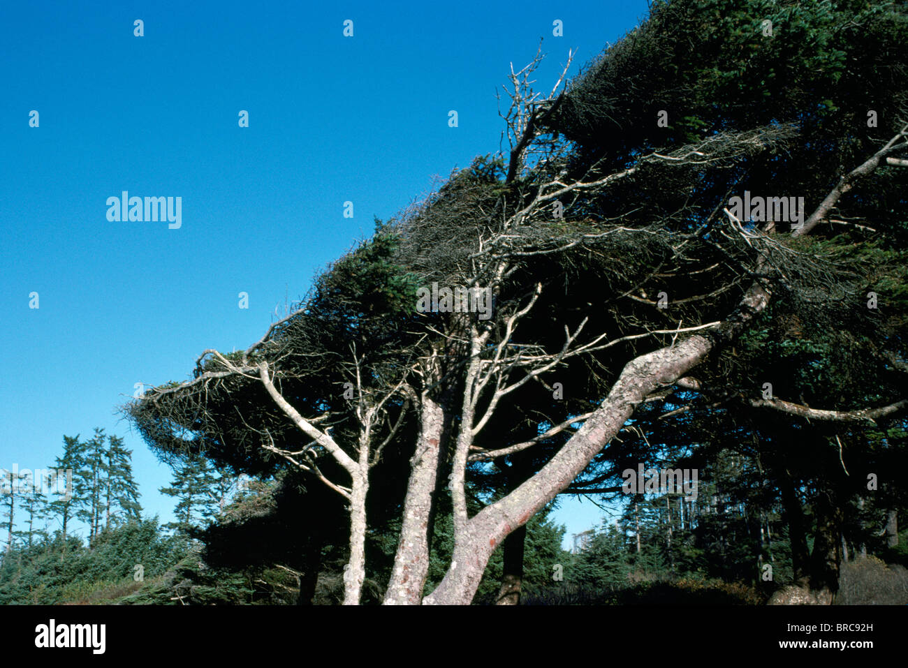Shore pine pinus contorta contorta hi-res stock photography and images ...
