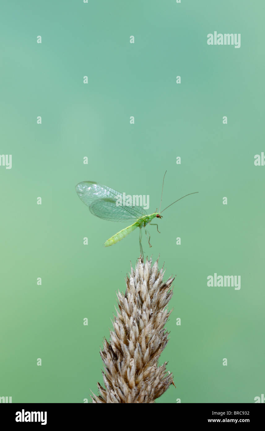 Green lacewing ( Chrysopa sp ) taking off Stock Photo - Alamy