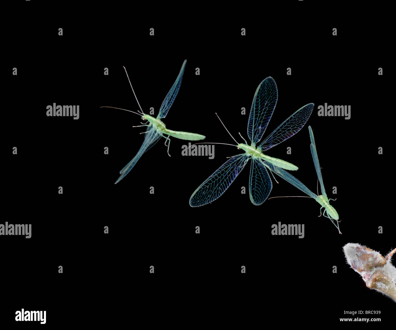 Green lacewing ( Chrysopa sp ) taking off - multi image Stock Photo - Alamy