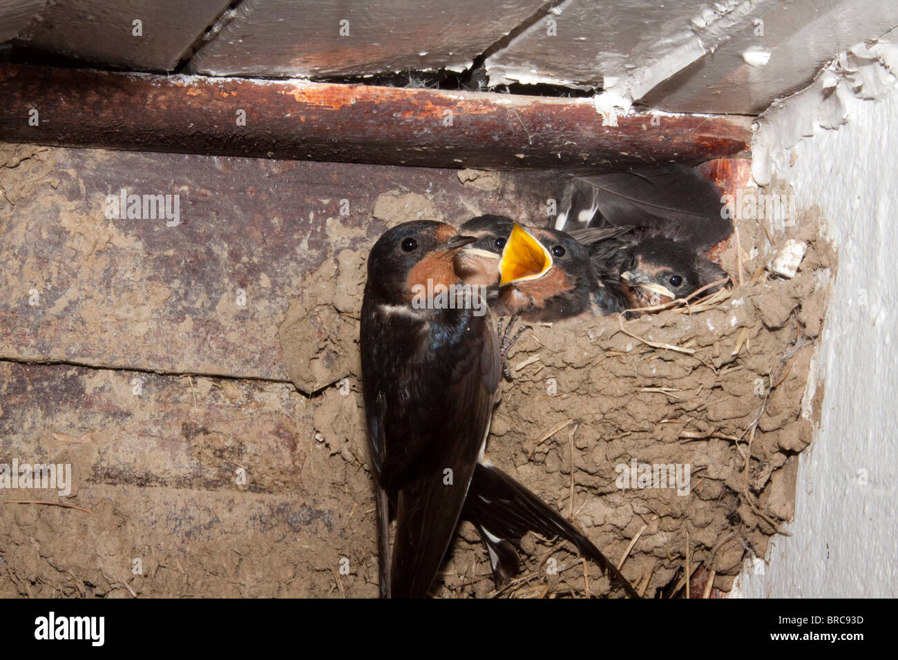 Barn Swallows (Hirundo rustica) fledgling, in nest under roof. Young ...